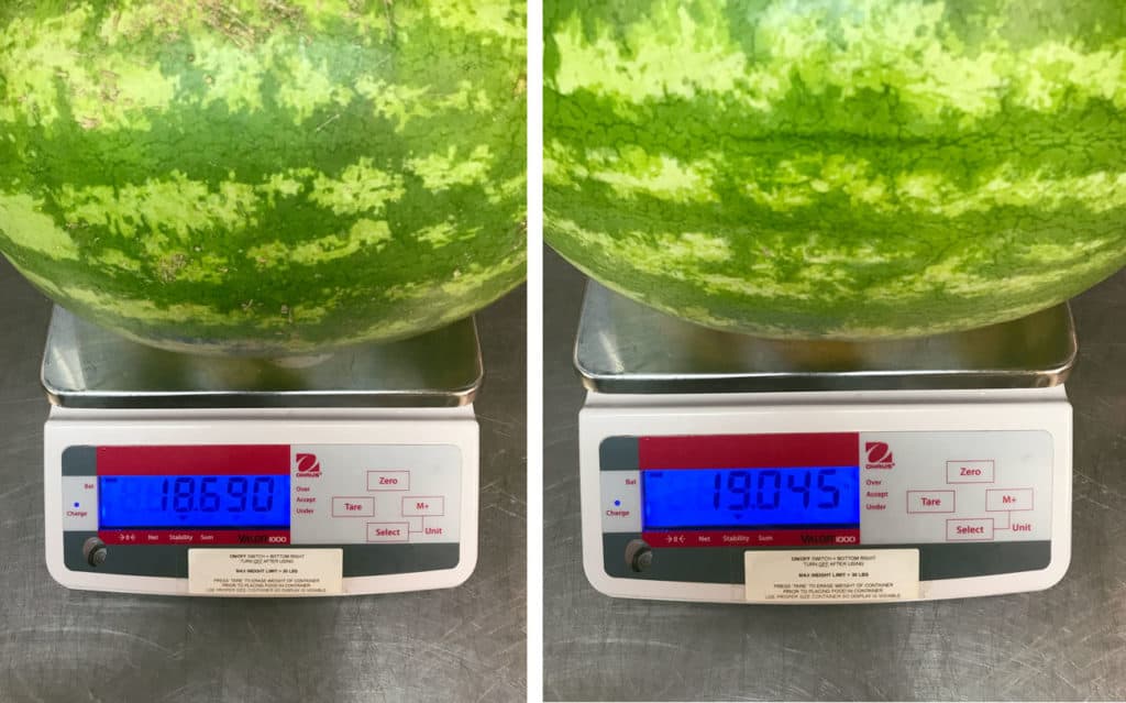 How To Pick A Watermelon - The Gunny Sack